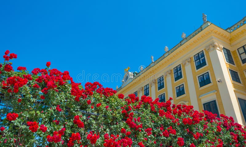 Red Roses Along The Wire Fence. Rose Climber Don Juan Stock Image ...
