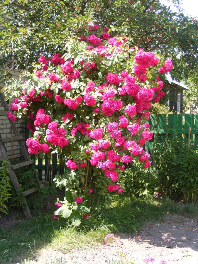 Country House Roses Stock Photos - Download 992 Royalty Free Photos