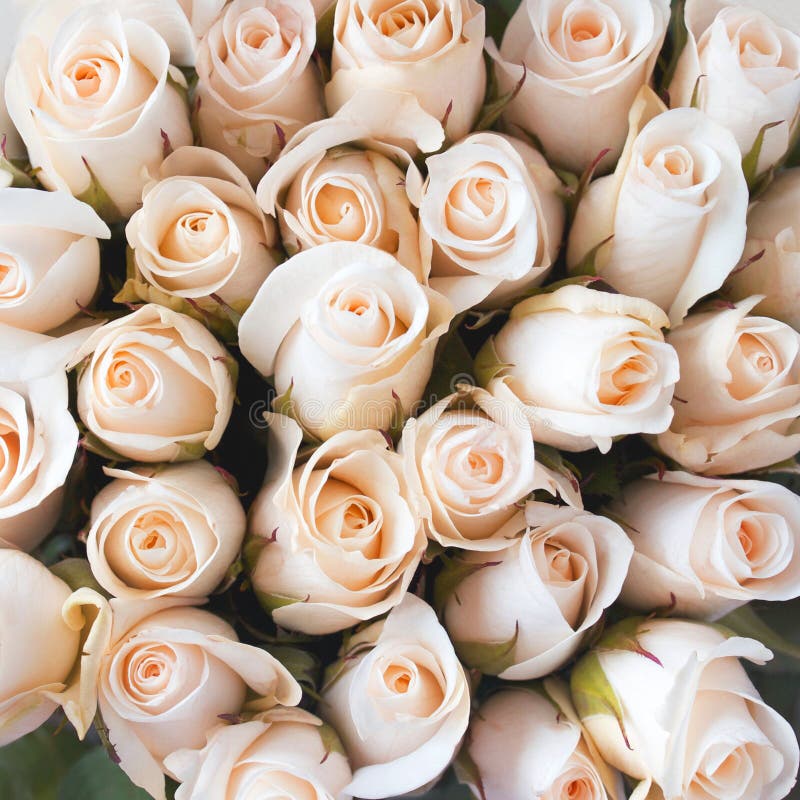 Cream-colored roses stock image. Image of flora, romance - 25736263
