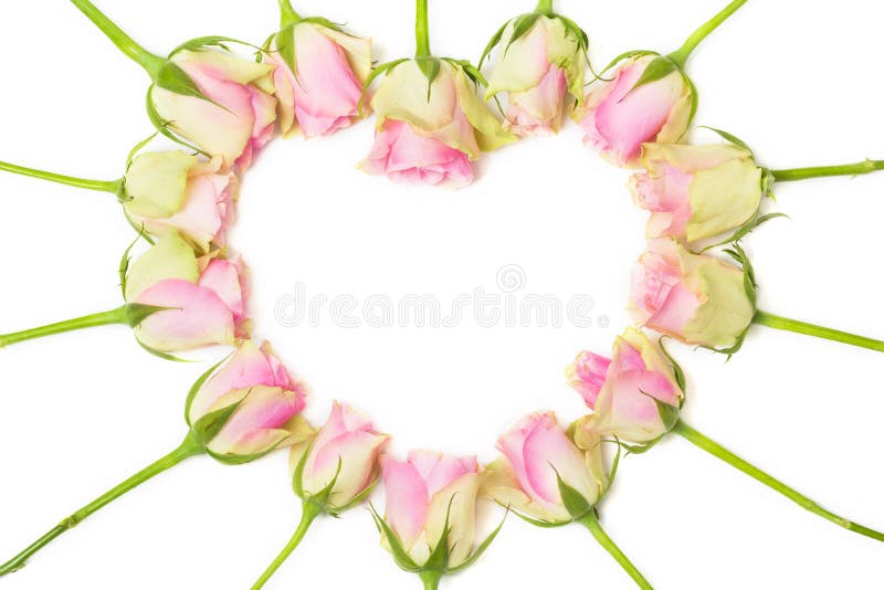 Roses as heart, isolated stock photo. Image of white - 65623966