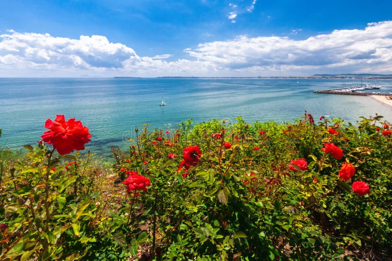 Roses by the asure sea stock image. Image of water, seascape - 90477207