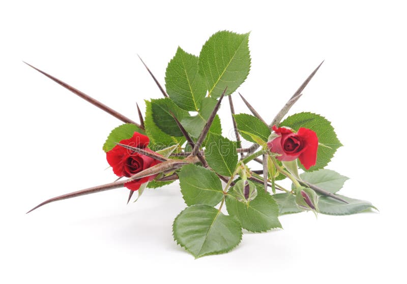 Roses avec des épines image stock. Image du pointu, rouge - 54840753