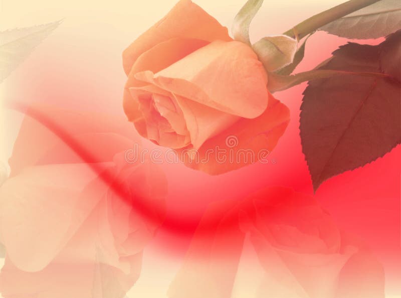 Pink Rose, Reflection in Water Stock Illustration - Illustration of ...