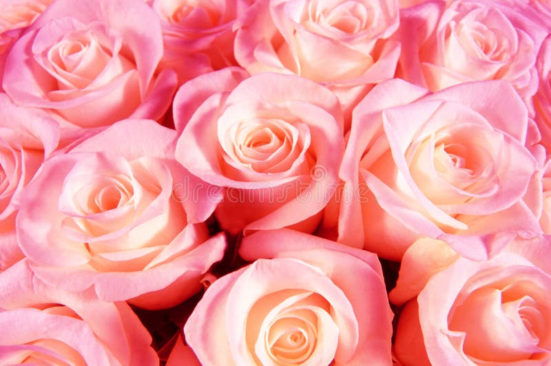 Pink baby roses stock photo. Image of special, flower - 6612492