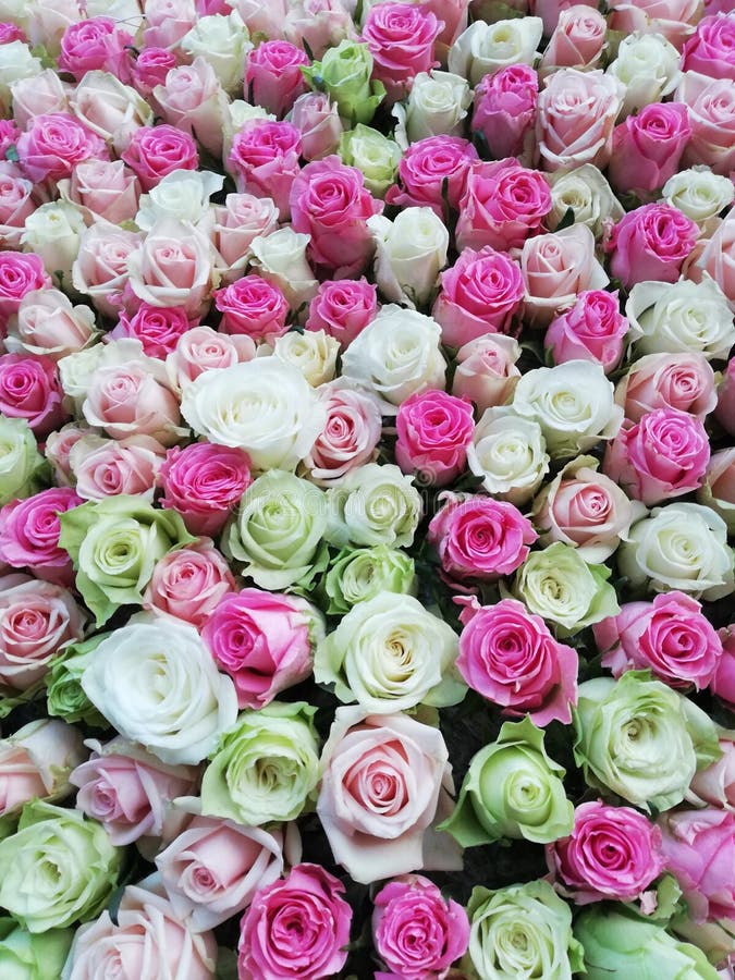 Roses Background. Colorful Roses Background Wallpaper. Stock Photo ...