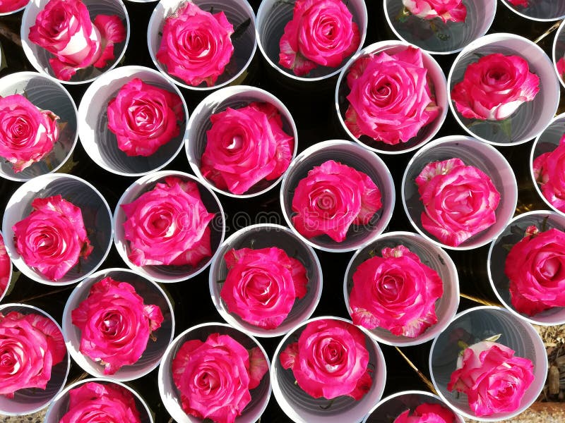 Roses Background. Colorful Roses Background Wallpaper. Stock Image ...