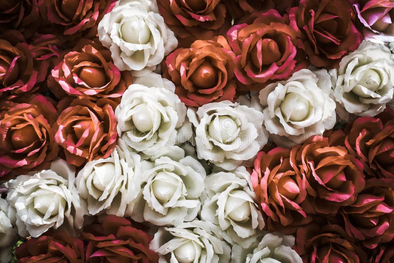 Roses stock image. Image of wallpaper, garden, backdrop - 117508943