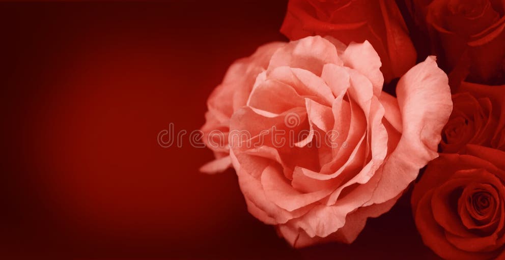 5,765 Red Pink Roses Banner Stock Photos - Free & Royalty-Free Stock ...