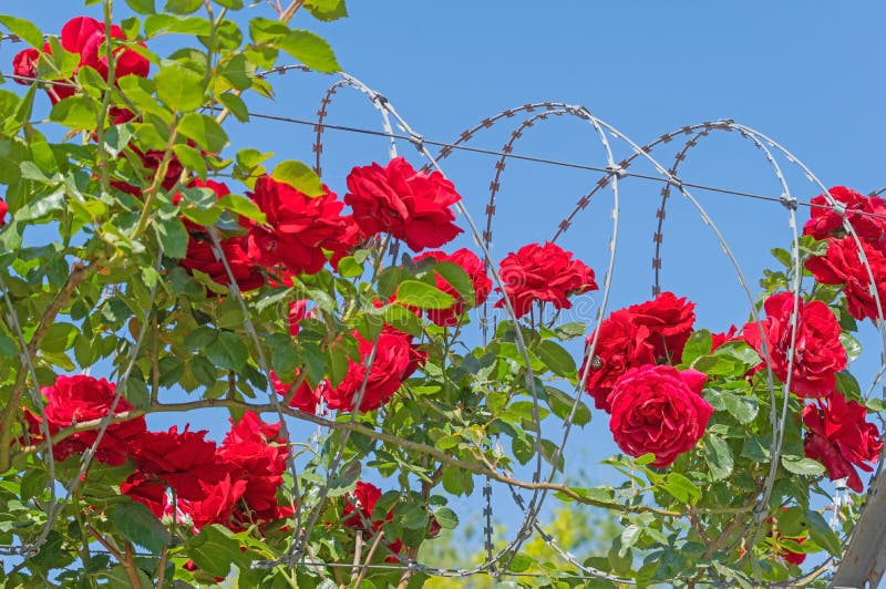 Roses and barbed wire stock image. Image of beautiful - 251129671