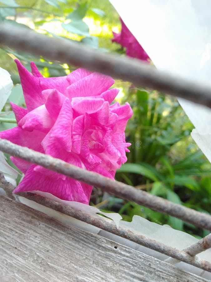 Roses between the bars stock image. Image of sprig, flower - 302839315