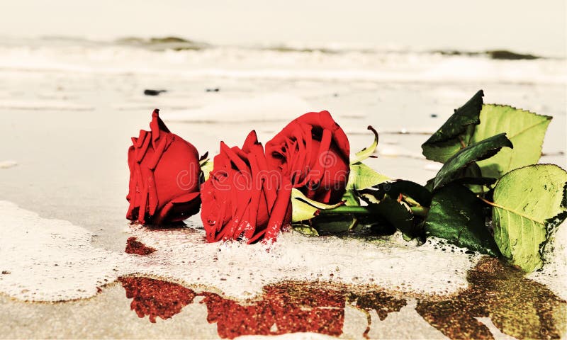 Roses on the beach stock image. Image of contrast, friendship - 88304631