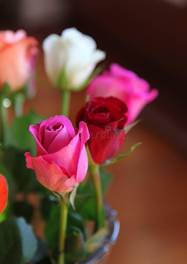 Roses stock image. Image of celebration, colors, green - 42608141