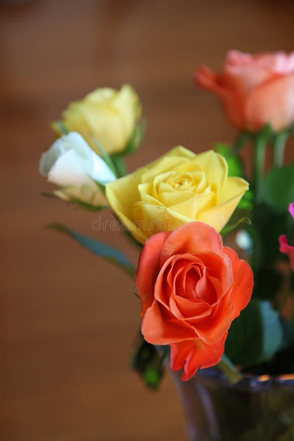Roses stock photo. Image of flower, green, colors, pink - 42608170