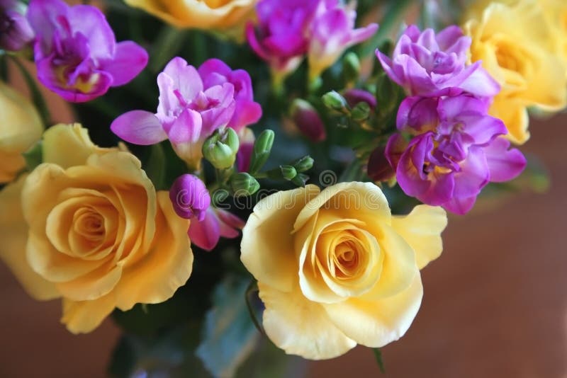 Roses stock image. Image of present, rainbow, nature - 42608195