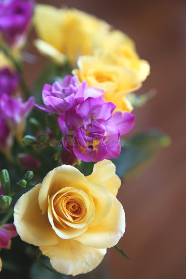 Roses stock image. Image of colors, colorful, flower - 42608205