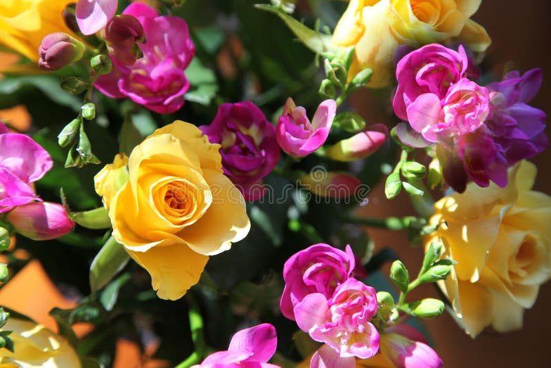 Roses stock image. Image of holiday, love, beautiful - 42608243