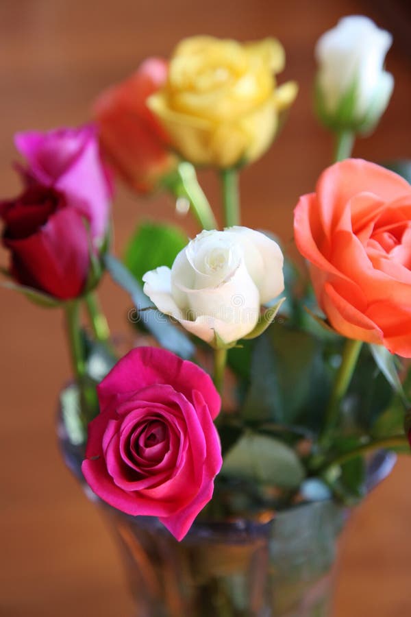 Roses stock image. Image of bloom, blossom, celebration - 42609803