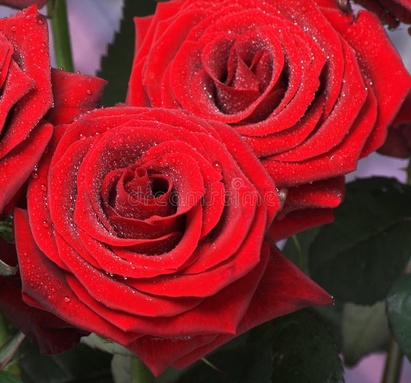 Roses stock image. Image of garden, gift, relax, drops - 39847429