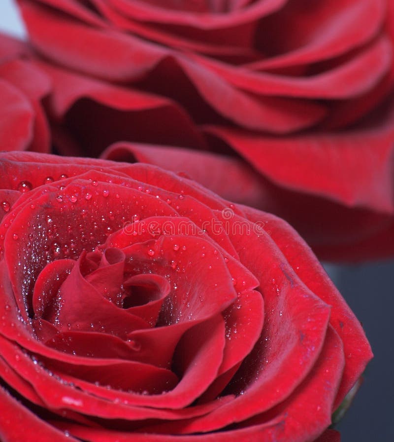 Roses stock photo. Image of fresh, beautiful, petals - 40297504