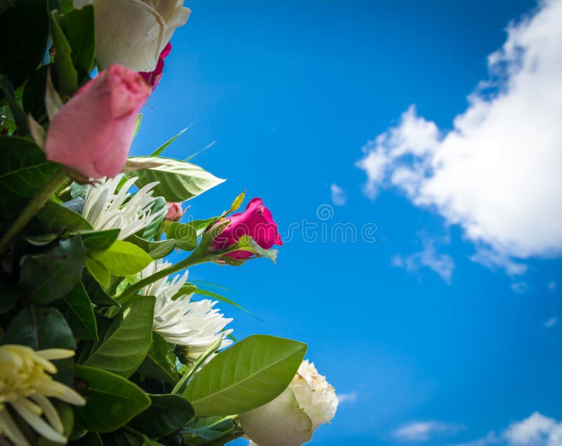 Roses stock photo. Image of field, plant, blooming, fresh - 33793922