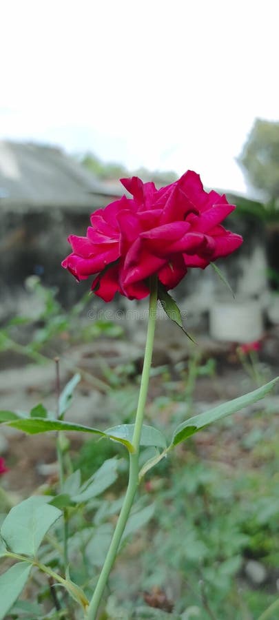 Roses with a Beautiful Red Color Stock Image - Image of beautiful ...