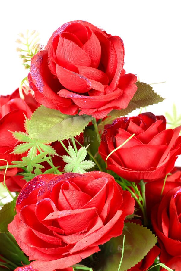 Roses stock image. Image of beautiful, white, flower - 53816371