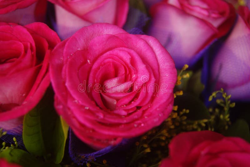 Roses stock image. Image of flowers, beautiful, sale - 44524915
