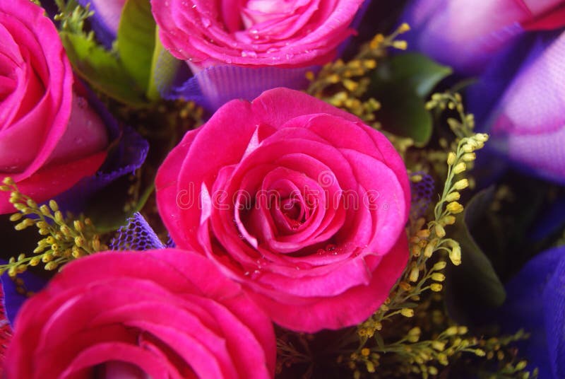 Roses stock photo. Image of petals, flowers, shop, flower - 44524928