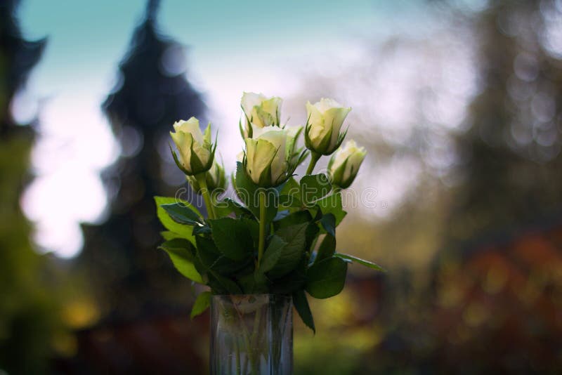 Roses stock image. Image of bouquet, birthday, fresh - 91064325