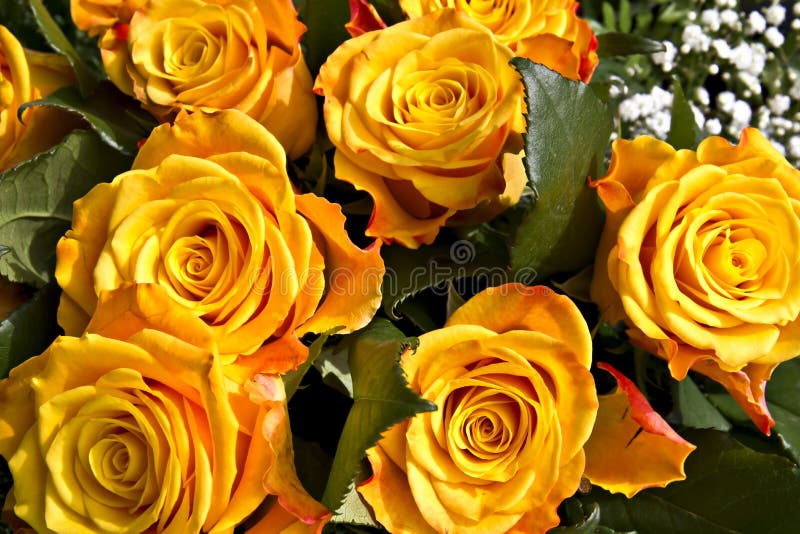 Roses stock image. Image of beauty, pastel, vibrant, scented - 40528485