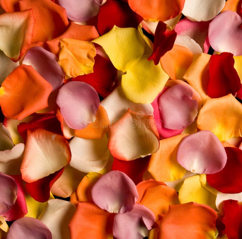 Roses stock photo. Image of flower, gift, colors, petals - 31526564