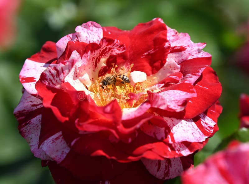 Roses with a bee inside stock image. Image of shrub - 275559363
