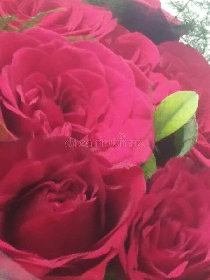 Roses fotografia stock. Immagine di kanpur, rose, amore - 169490694