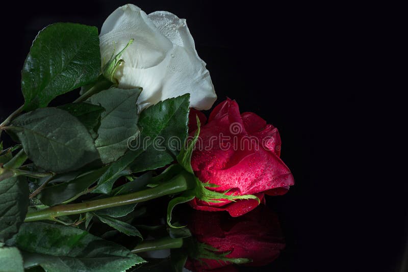 Roses on Black Background with Reflection Stock Image - Image of ...