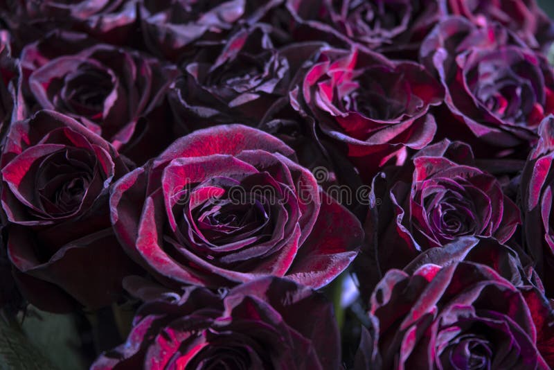 Roses black magic stock image. Image of black, bouquet - 115824627