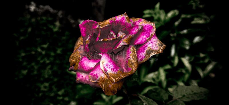 Rotten Roses in Vase, Isolated Stock Image - Image of shrivel, blossom ...