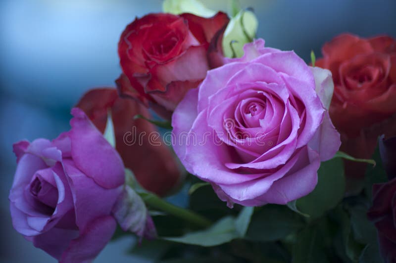 Roses in bloom stock photo. Image of garden, color, colors - 159618916
