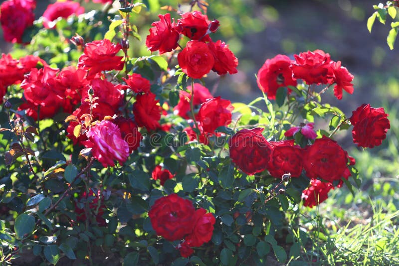 Roses in park stock photo. Image of bloom, beautiful - 117256176