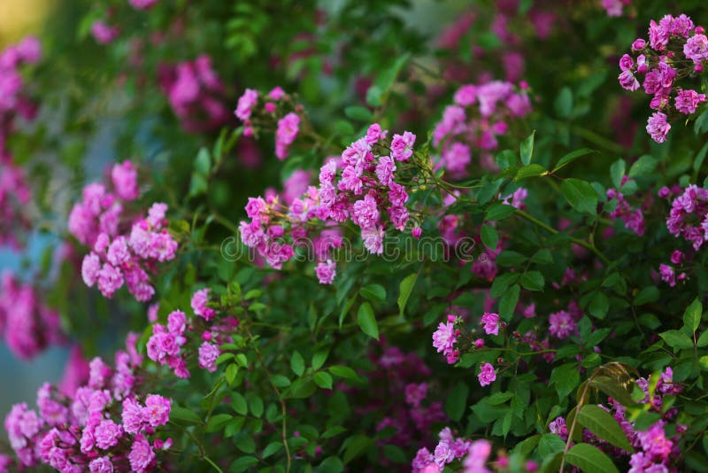 Roses in park stock image. Image of fade, leaf, park - 117256157