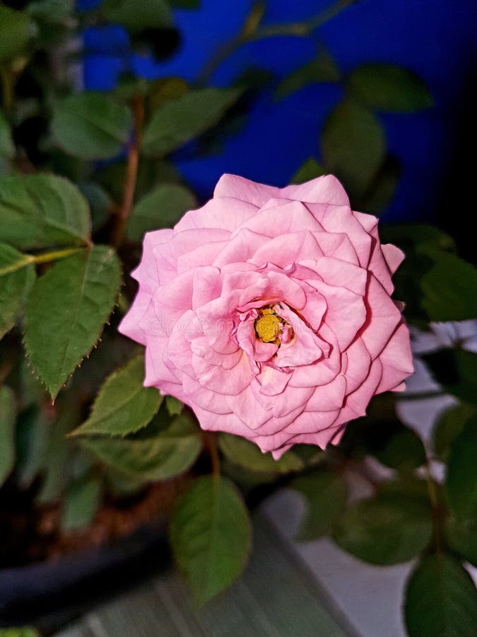 Roses Bloom and Smell Good in the Morning Stock Image - Image of bloom ...
