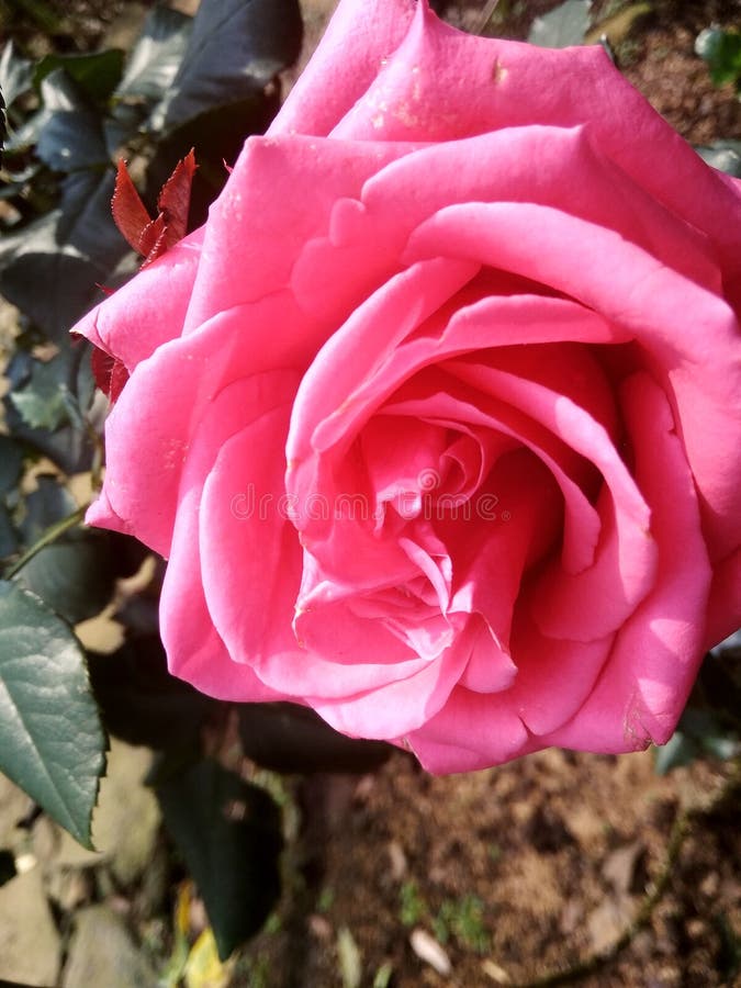 Roses that Bloom in the Sun Stock Image - Image of pink, rose: 150473269