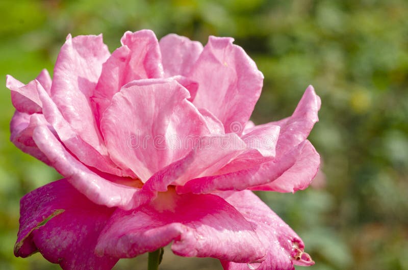 Fresh Roses Blooming in the Garden Stock Photo - Image of jakarta ...