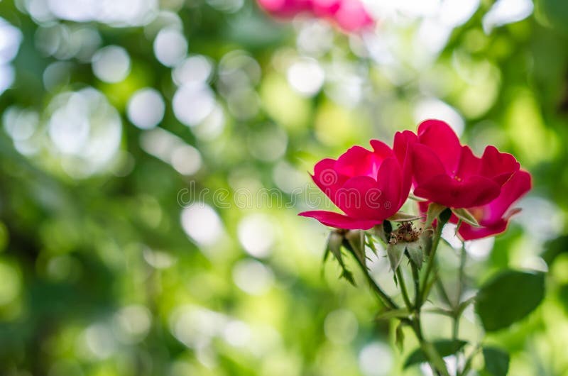 Roses in Blossom, Summer Background Stock Image - Image of flower, rose ...