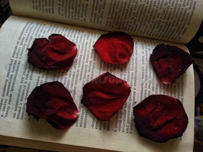 Roses in book stock image. Image of roses, woter, word - 133569585