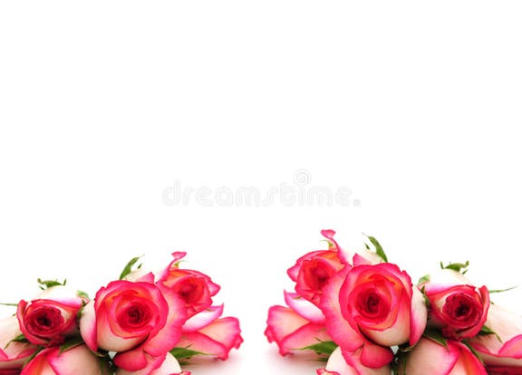 Red Roses Bottom Border Stock Photos - Free & Royalty-Free Stock Photos ...