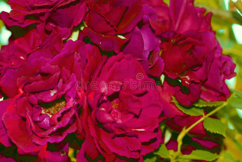 Roses border in the garden stock image. Image of nature - 154440573