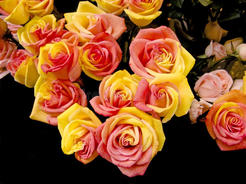 Roses bouquet stock photo. Image of present, gift, aroma - 11044194