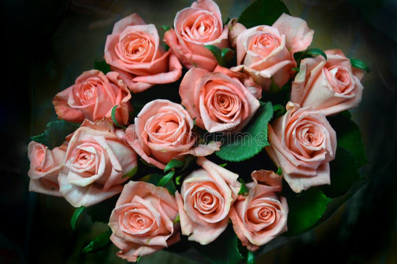 Delicate Bouquet of 13 Pink Roses for Young Girl Stock Image - Image of ...