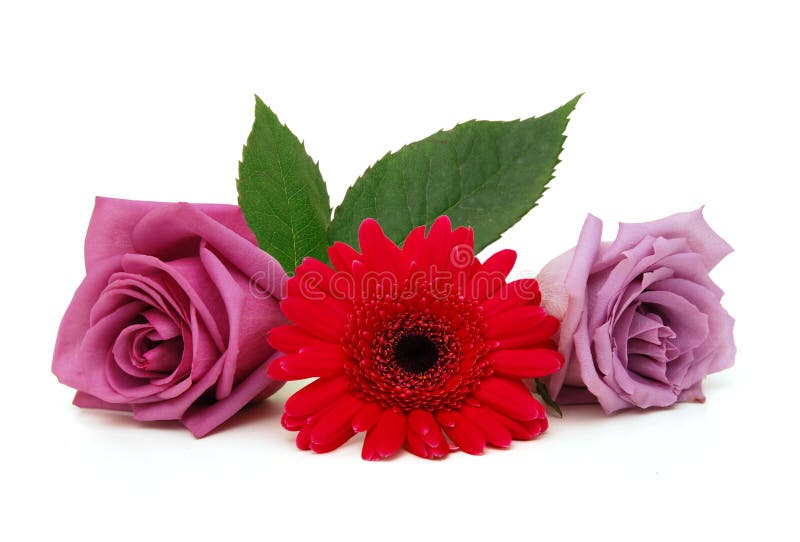 Roses Bouquet and Daisy Flower Stock Photo - Image of bloom ...