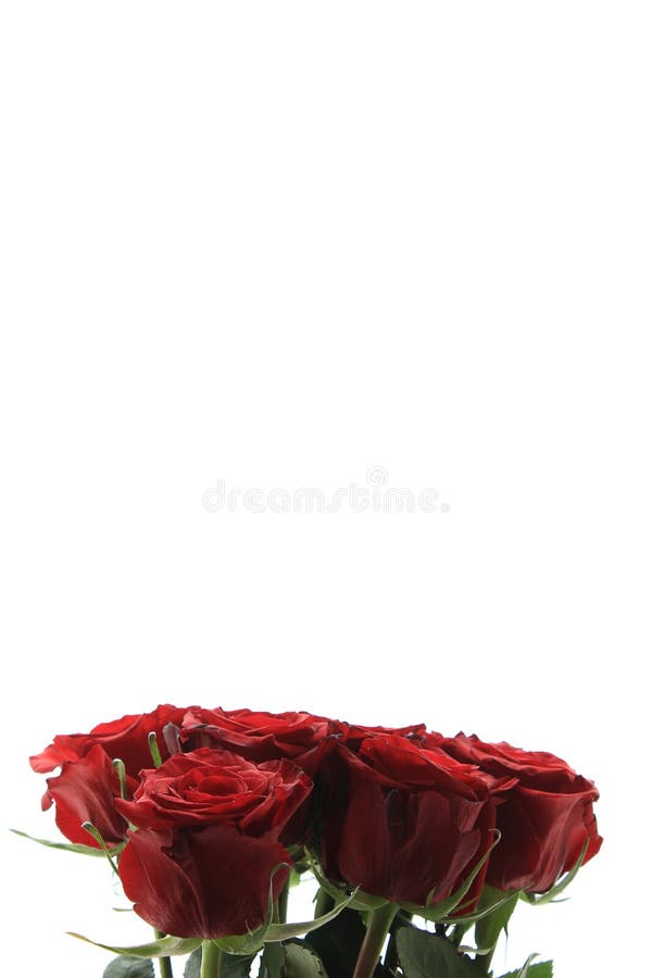 Roses stock photo. Image of stems, profile, white, bouquet - 77669048